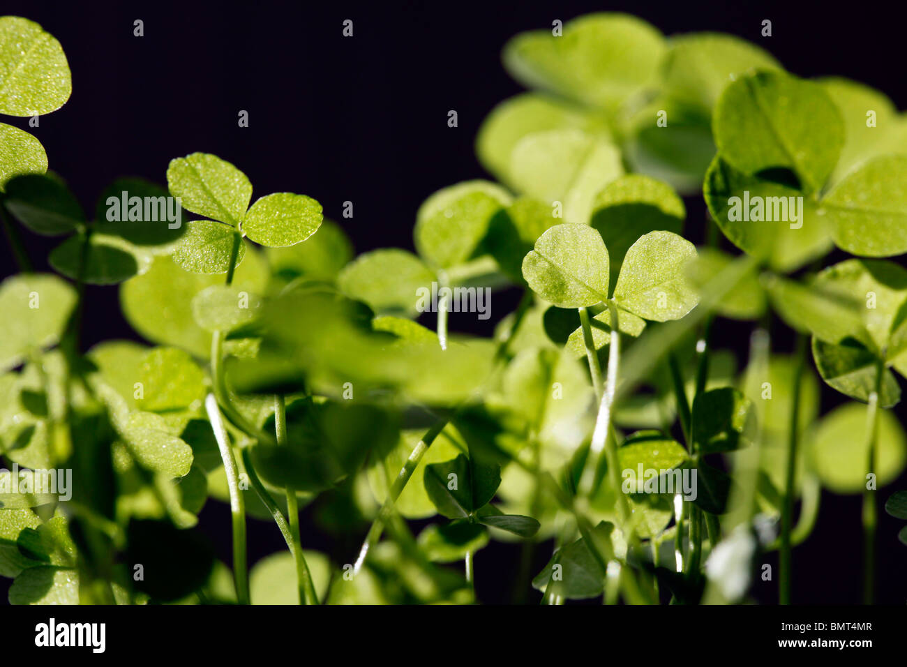 Clover picture hi-res stock photography and images - Alamy