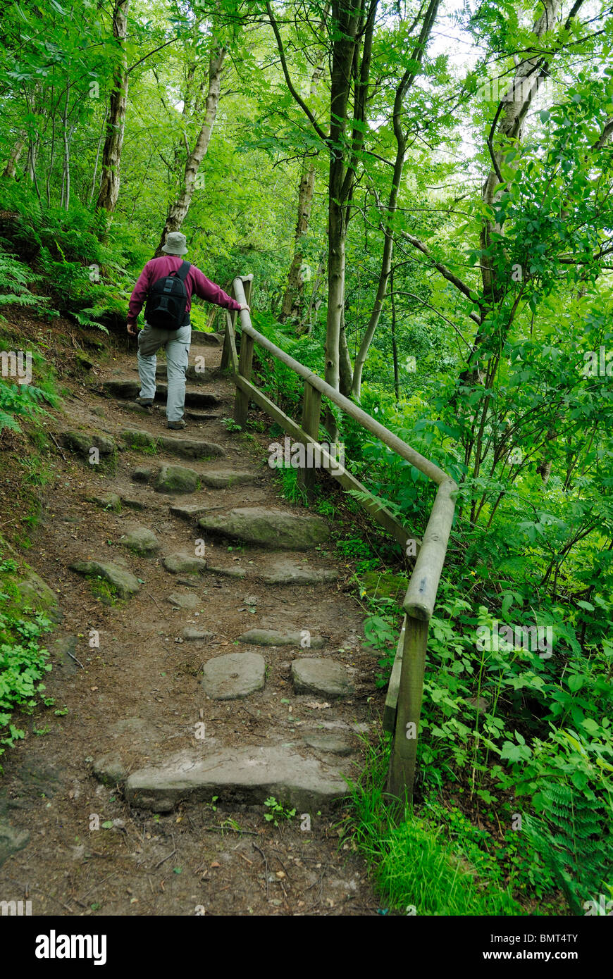 Walker on a wooded section of the Sandstone Trail in Cheshire Stock ...