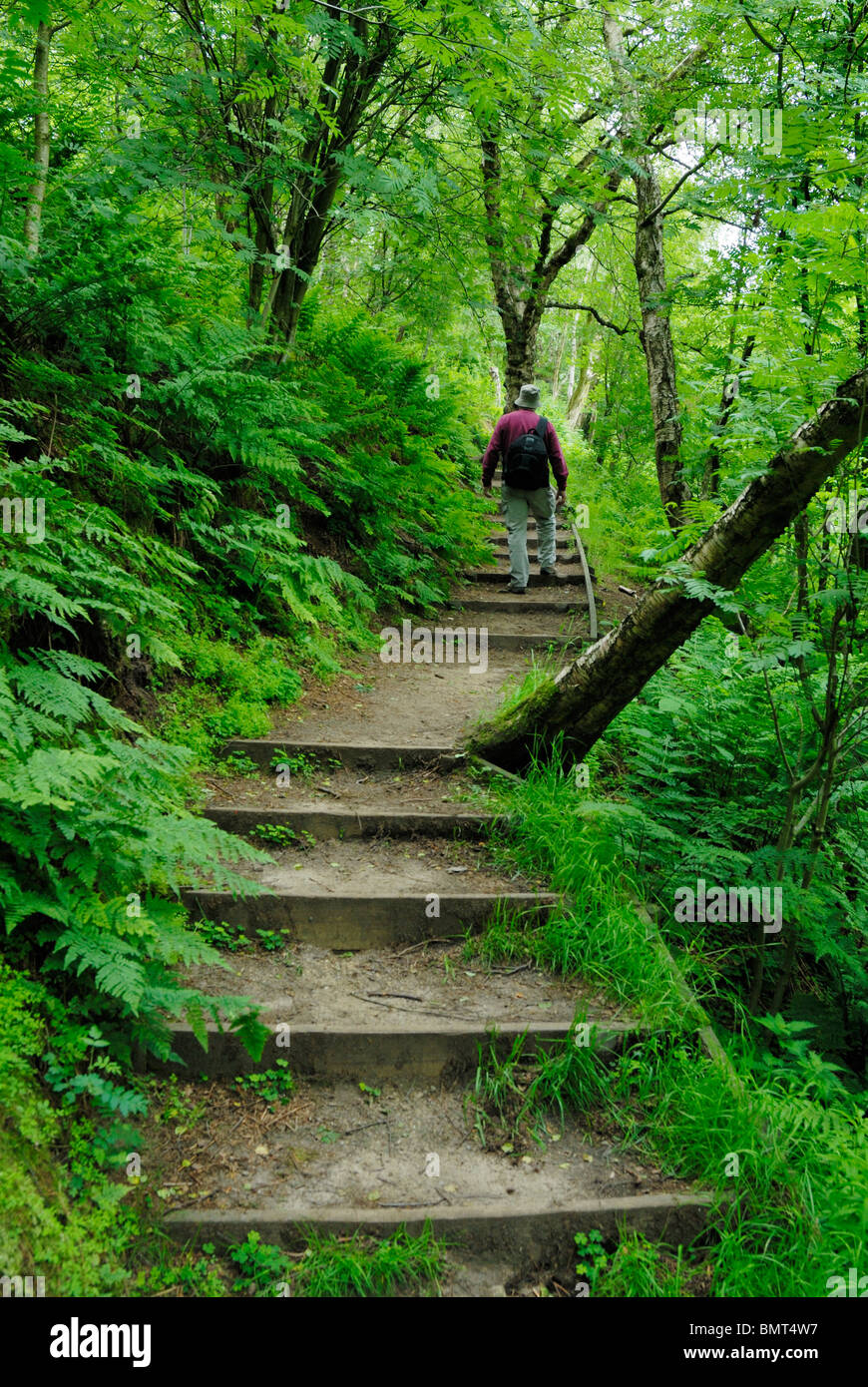 Walker on a wooded section of the Sandstone Trail in Cheshire Stock ...