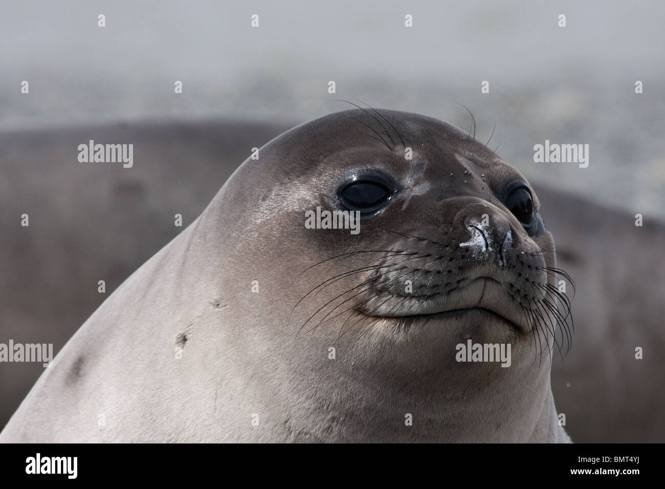 Face of a young Southern Elephant Seal pup (Mirounga leonina Stock ...