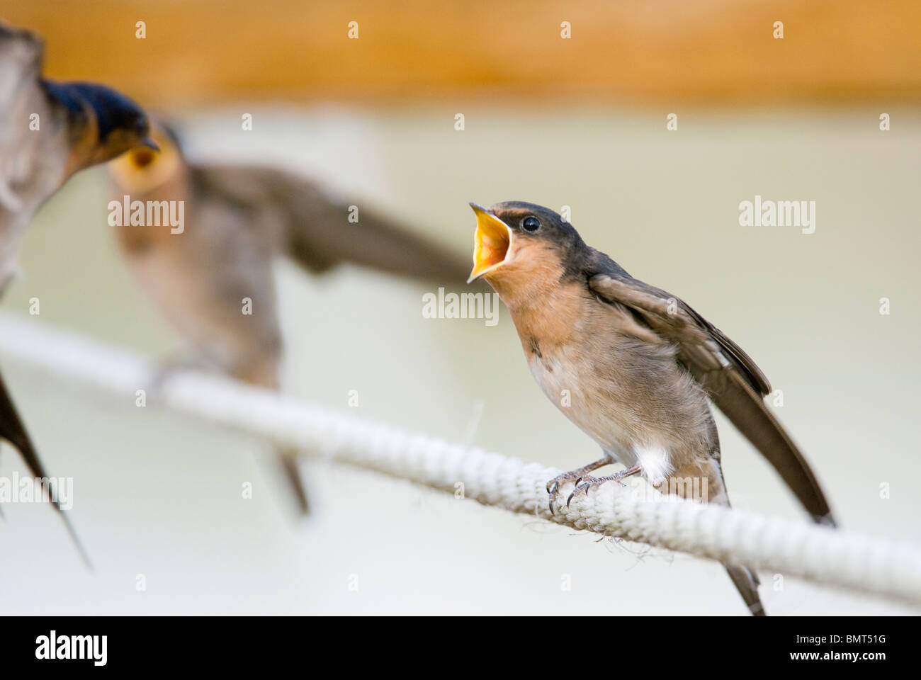 Juvenile swallow hi-res stock photography and images - Alamy