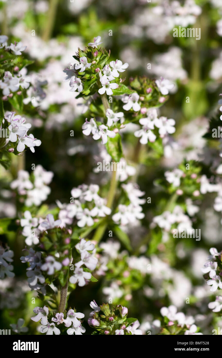 Common Thyme, Thymus vulgaris, in flower in early Summer Stock Photo ...