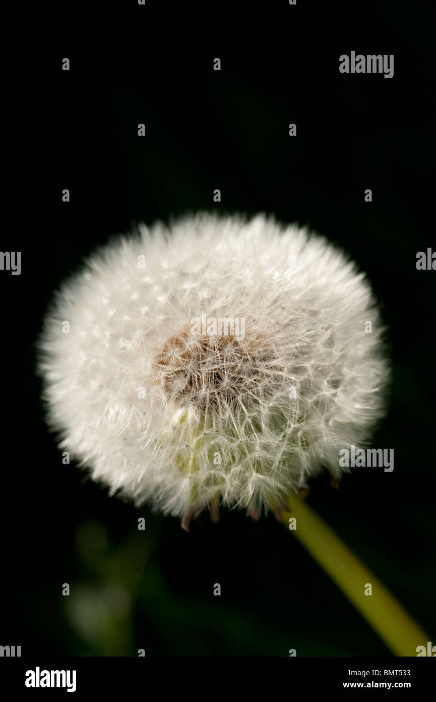 Dandelion seed head [dandelion clock] - Taraxacum Stock Photo - Alamy