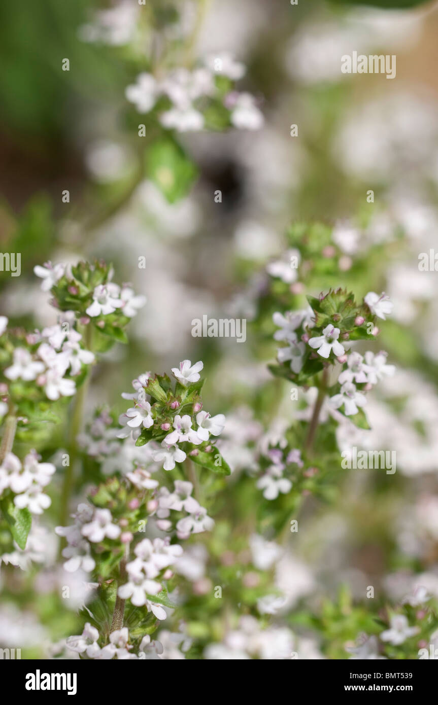 Common thyme thymus vulgaris hi-res stock photography and images - Alamy