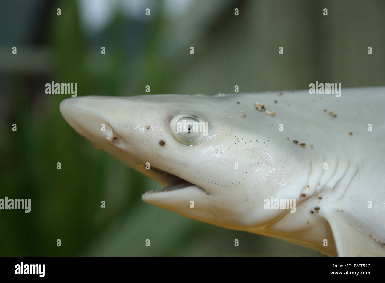 Philippines shark hi-res stock photography and images - Alamy