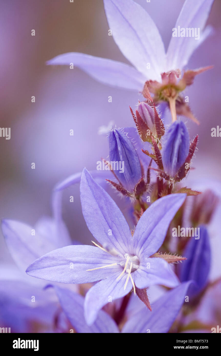 Campanula poscharskyana, Trailing Bellflower Stock Photo - Alamy