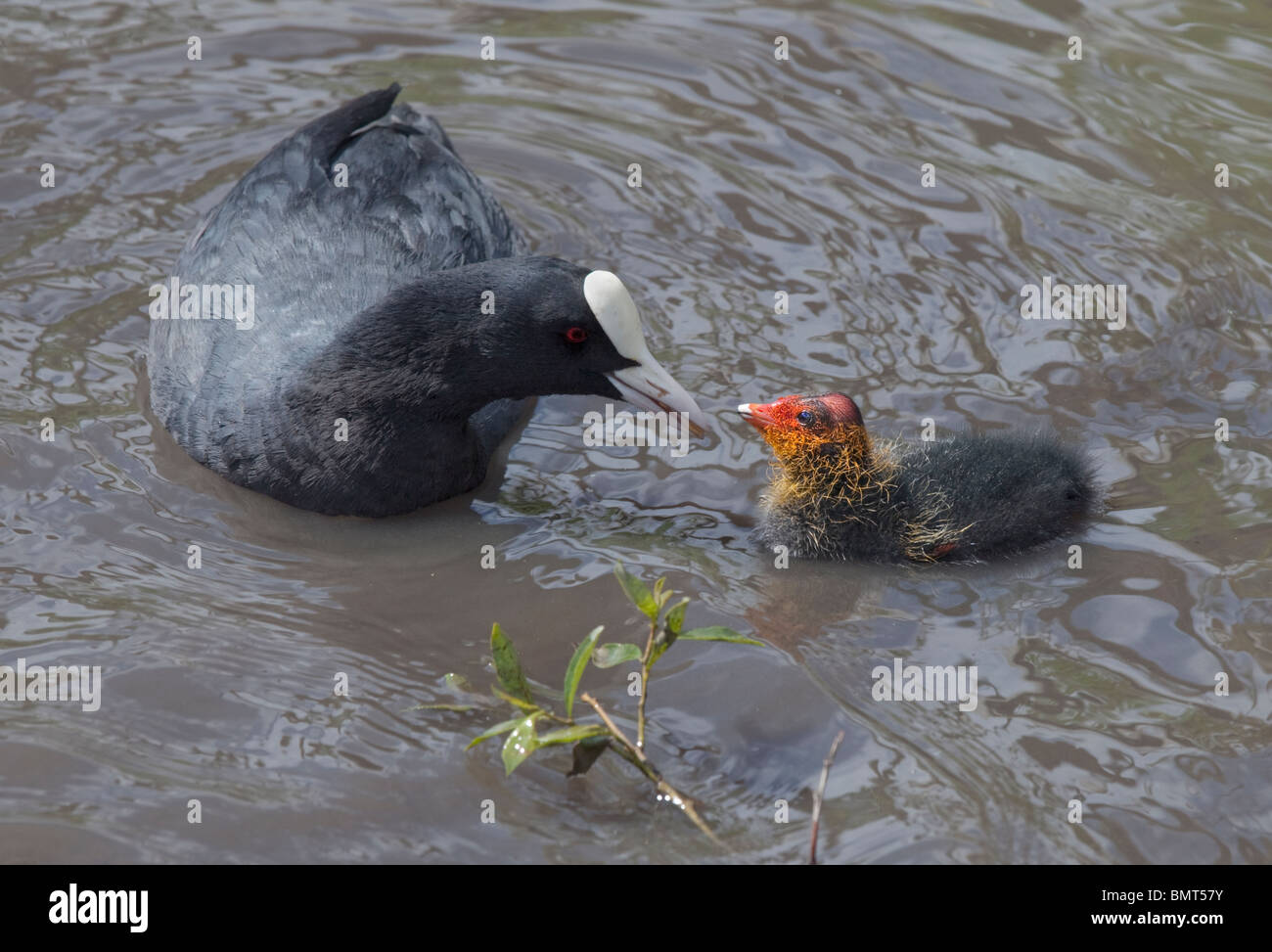 Baby coots hi-res stock photography and images - Alamy
