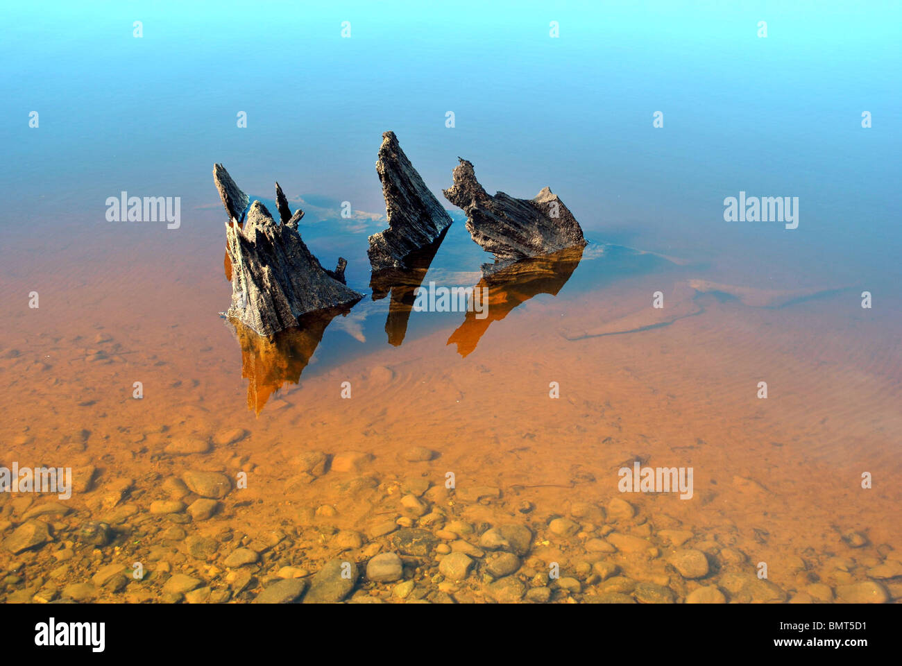 tree roots underwater Stock Photo - Alamy