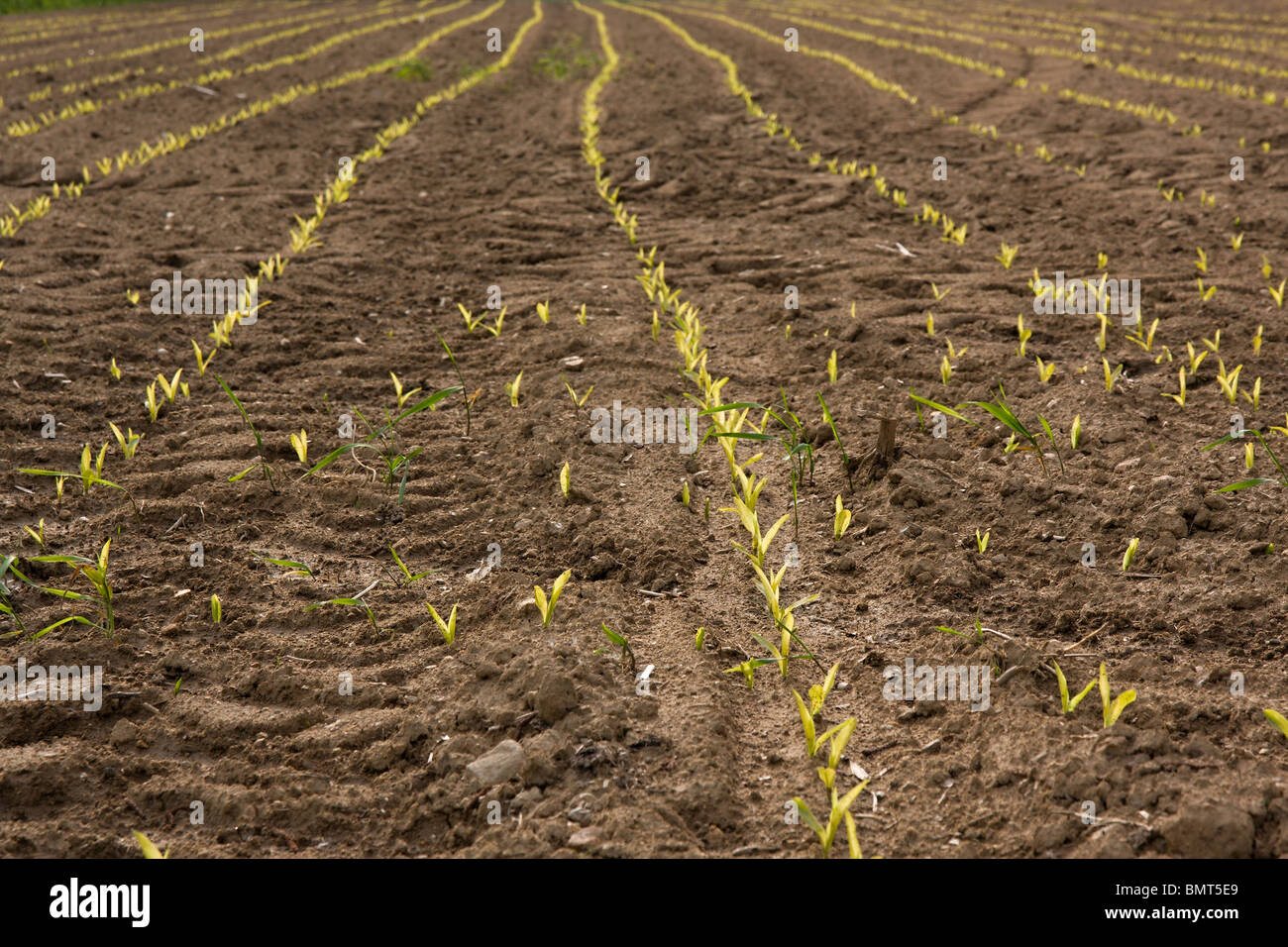 Corn plant sprout hi-res stock photography and images - Alamy