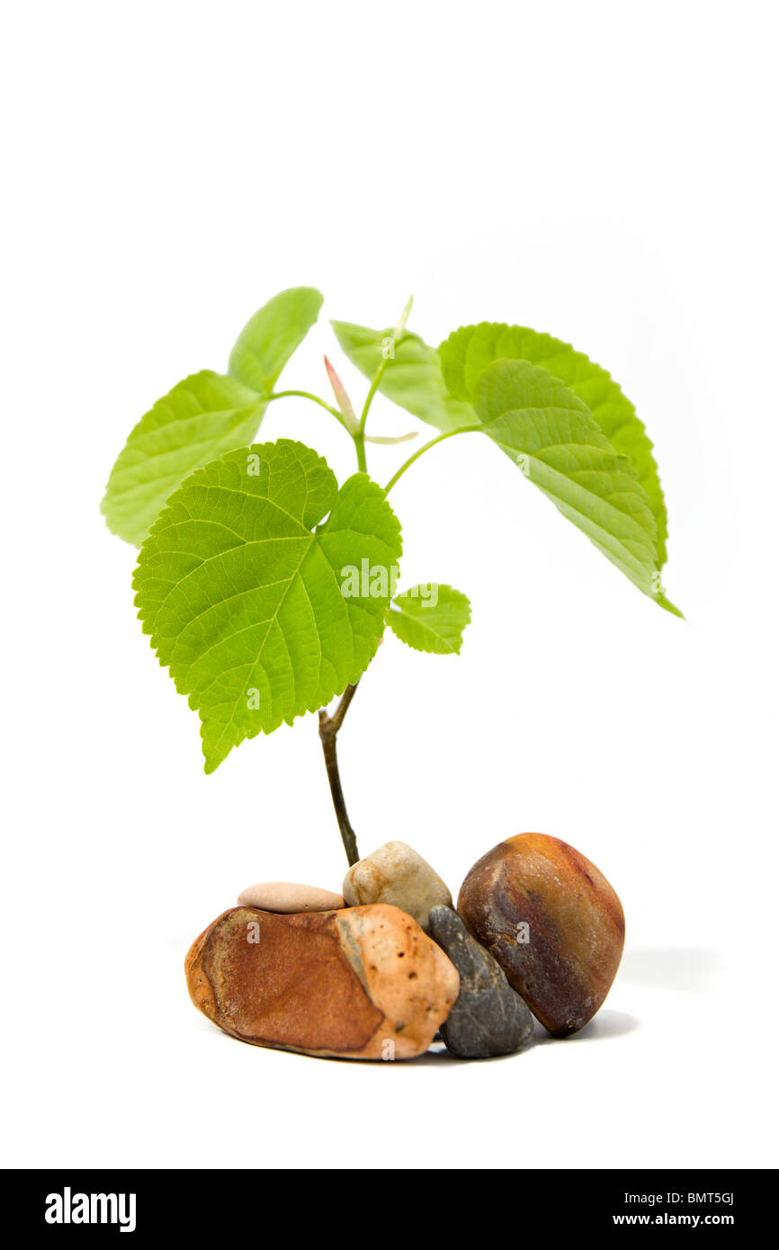 Green lime on tree Cut Out Stock Images & Pictures - Alamy