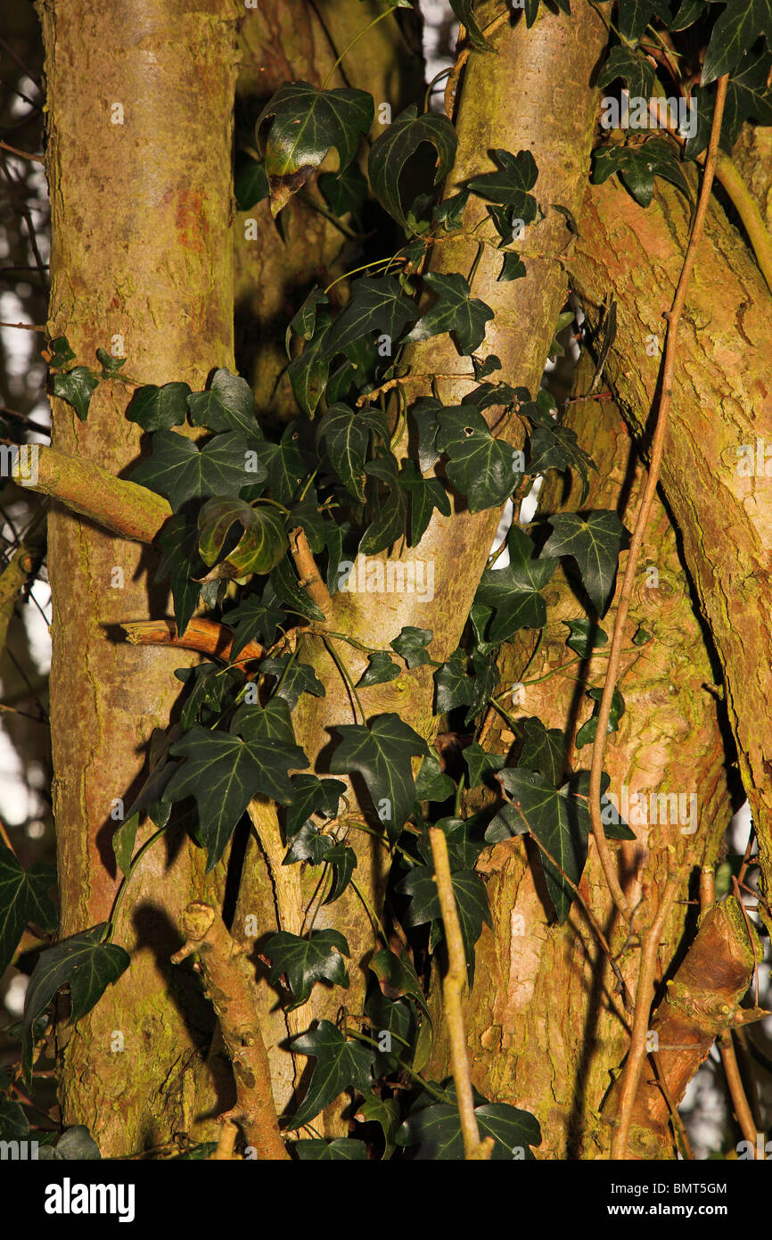 Tree trunk with ivy growth Stock Photo - Alamy
