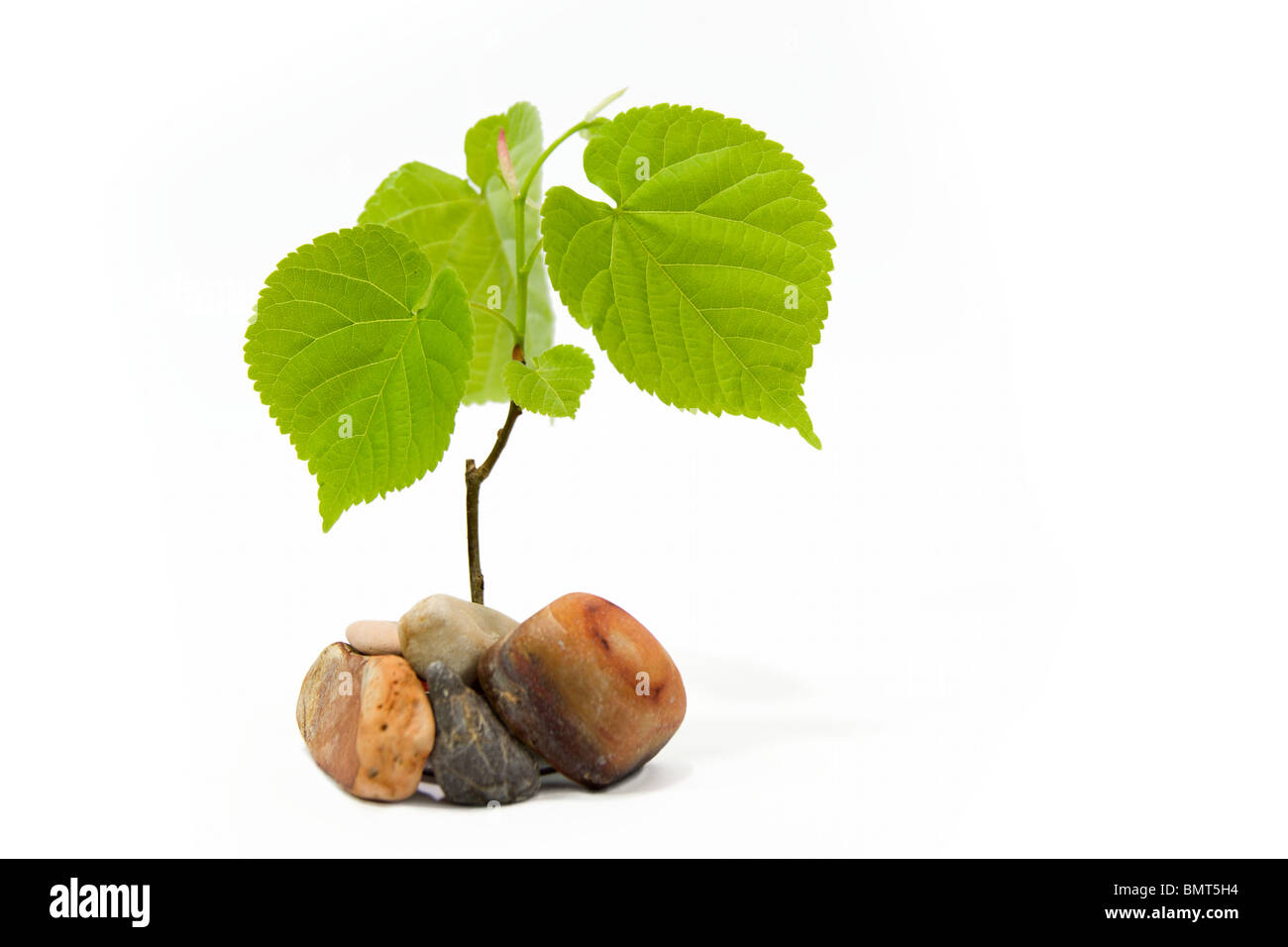 Lime tree on white background Stock Photo - Alamy