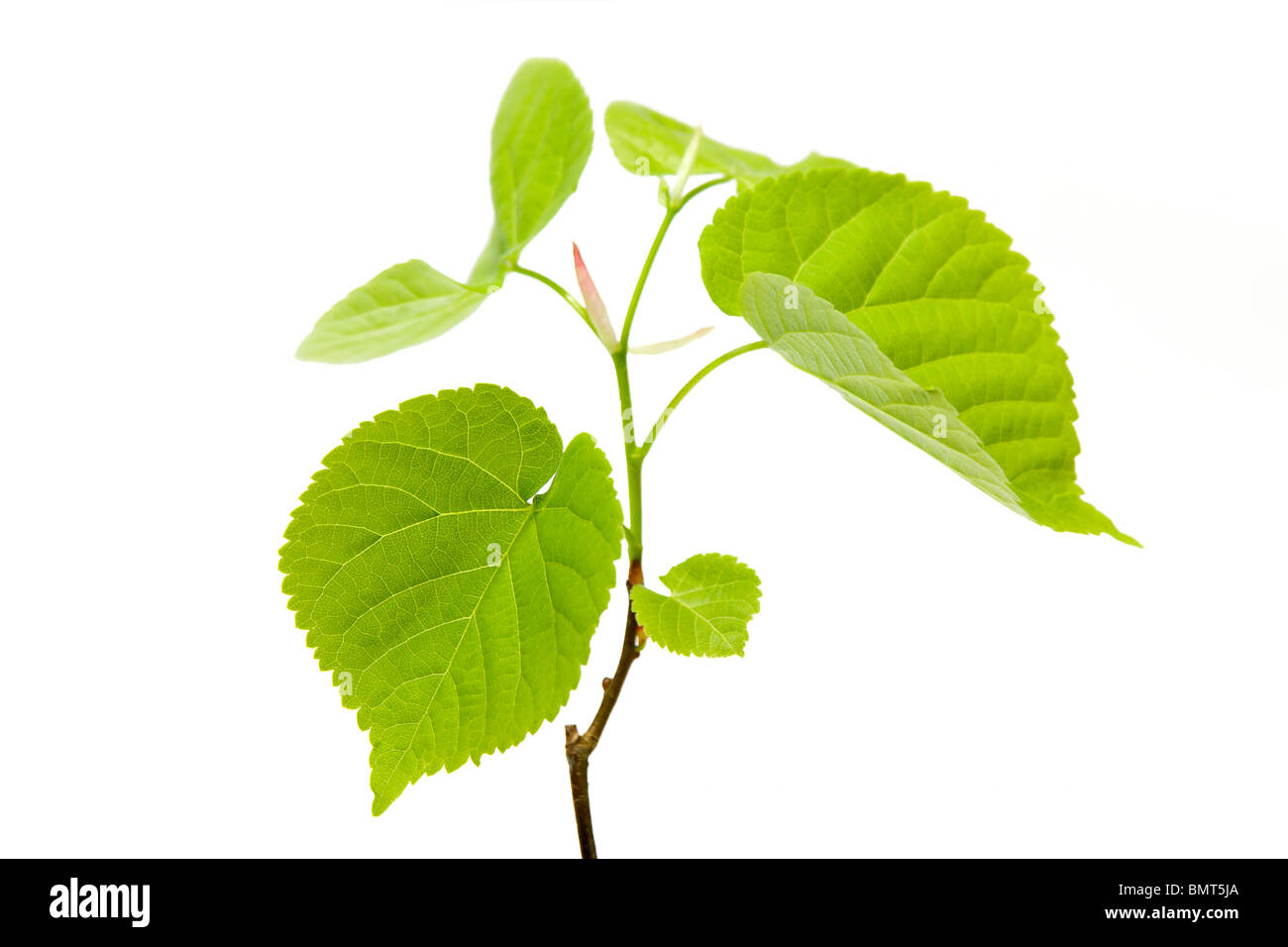 Green lime on tree Cut Out Stock Images & Pictures - Alamy