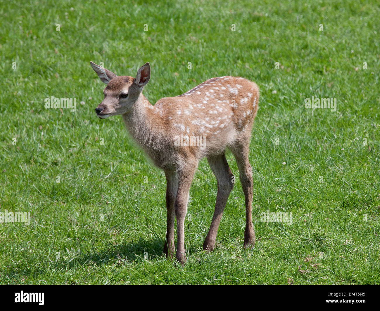 Fallow Deer Fawn (Dama dama) looking slightly vulnerable and isolated ...