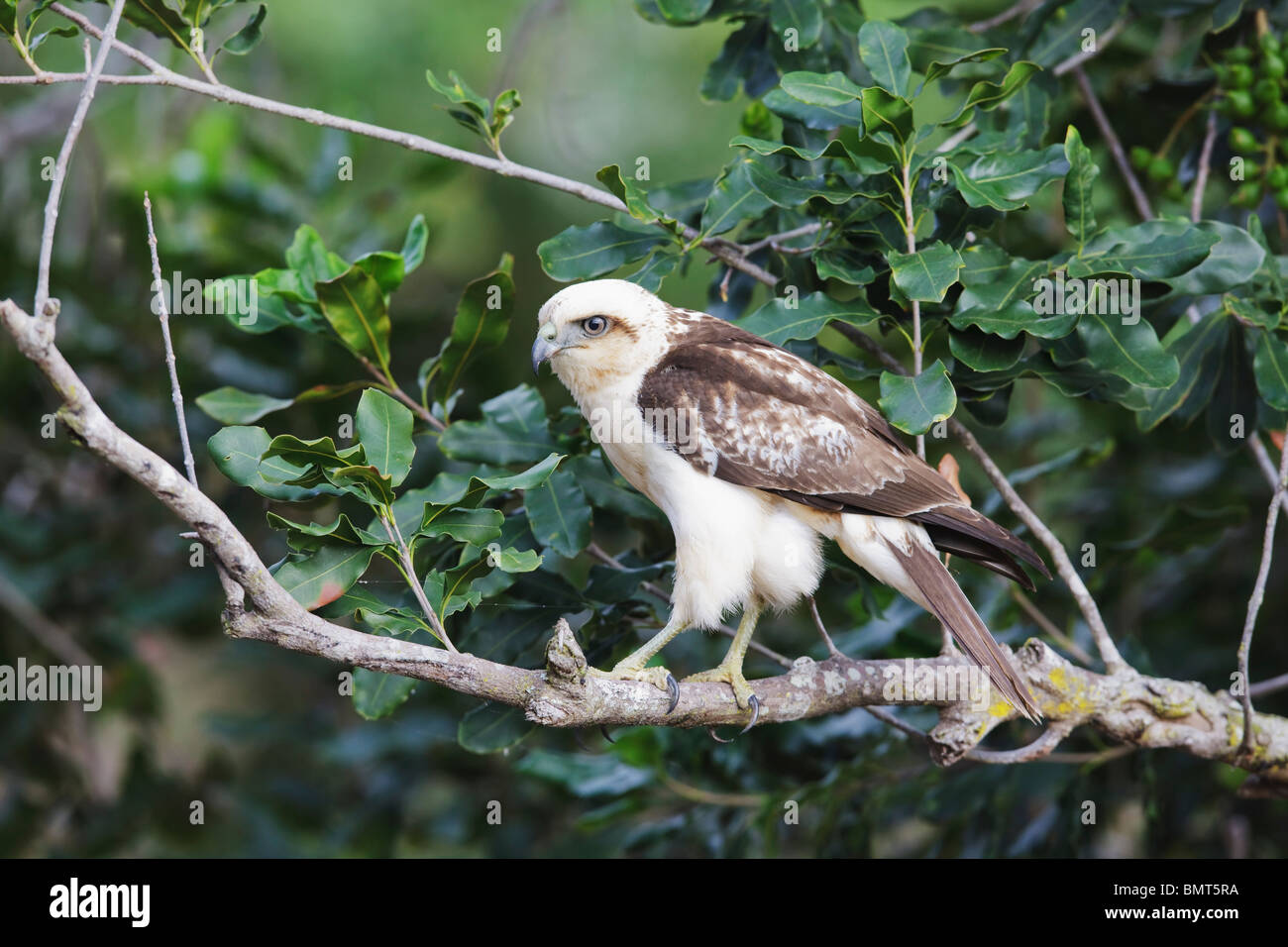 Hawaiian Hawk Stock Photos & Hawaiian Hawk Stock Images - Alamy