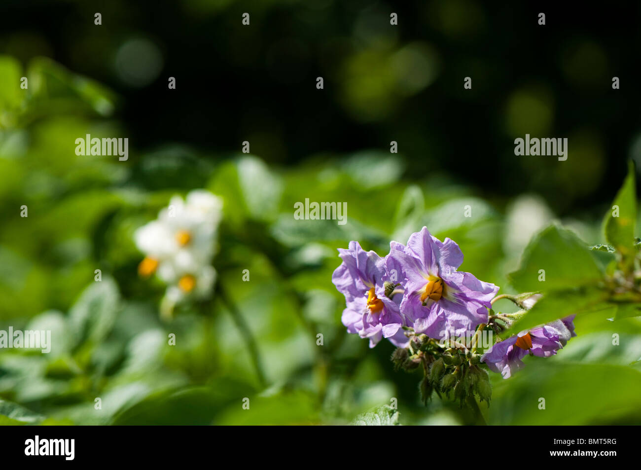 Close up of Lord Rosebery potato flowers growing in the Kitchen Garden ...