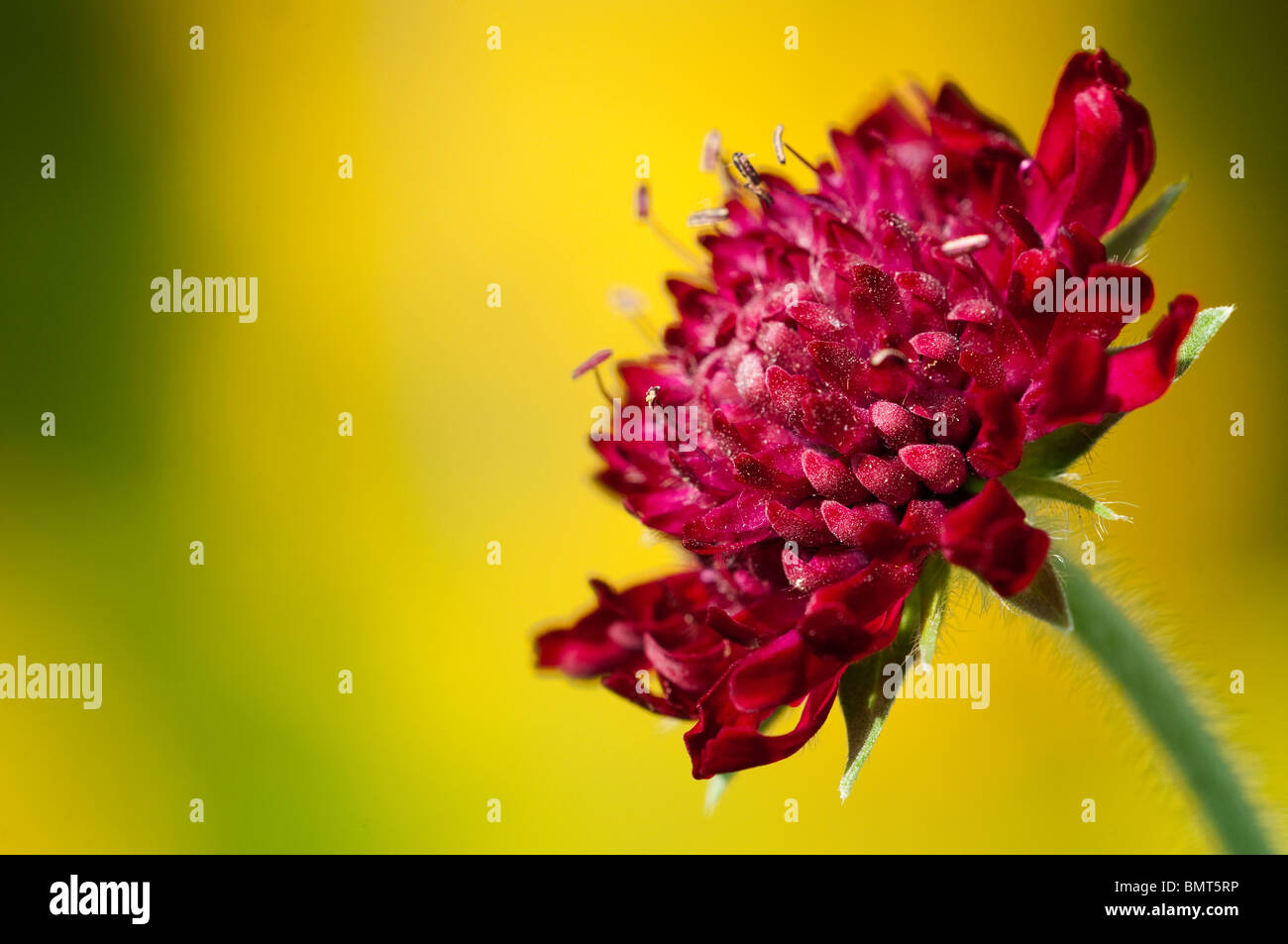 Macedonian scabious red knight hi-res stock photography and images - Alamy