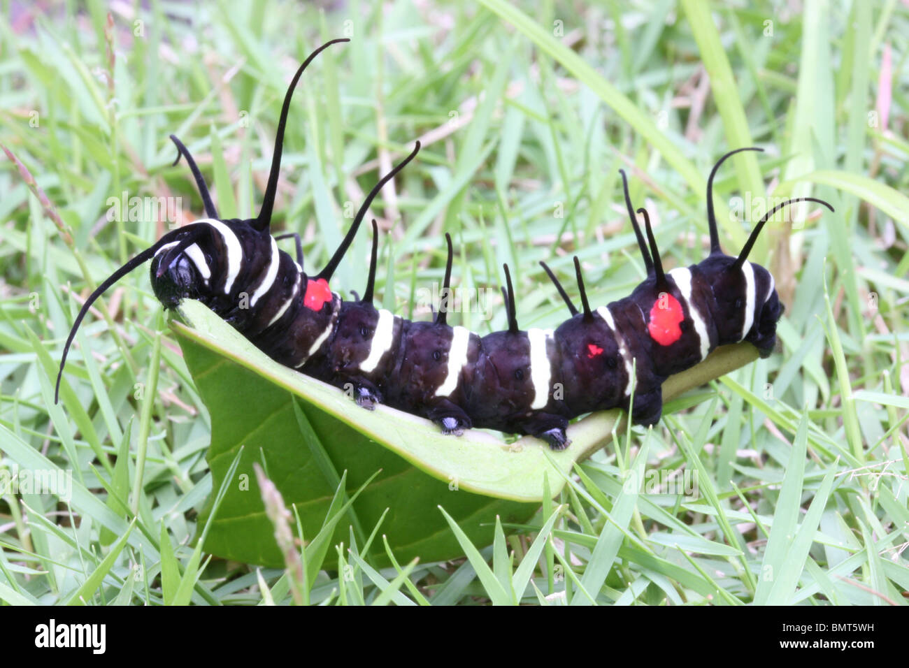 Philippines caterpillar hi-res stock photography and images - Alamy