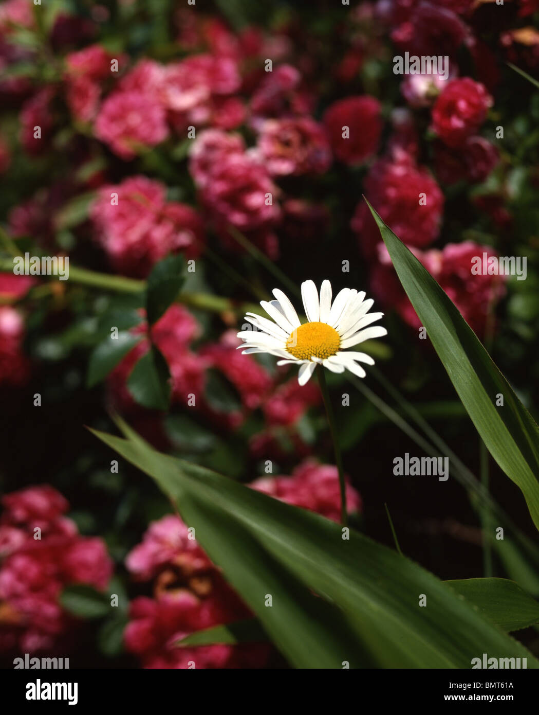 Daisy among Roses Stock Photo - Alamy
