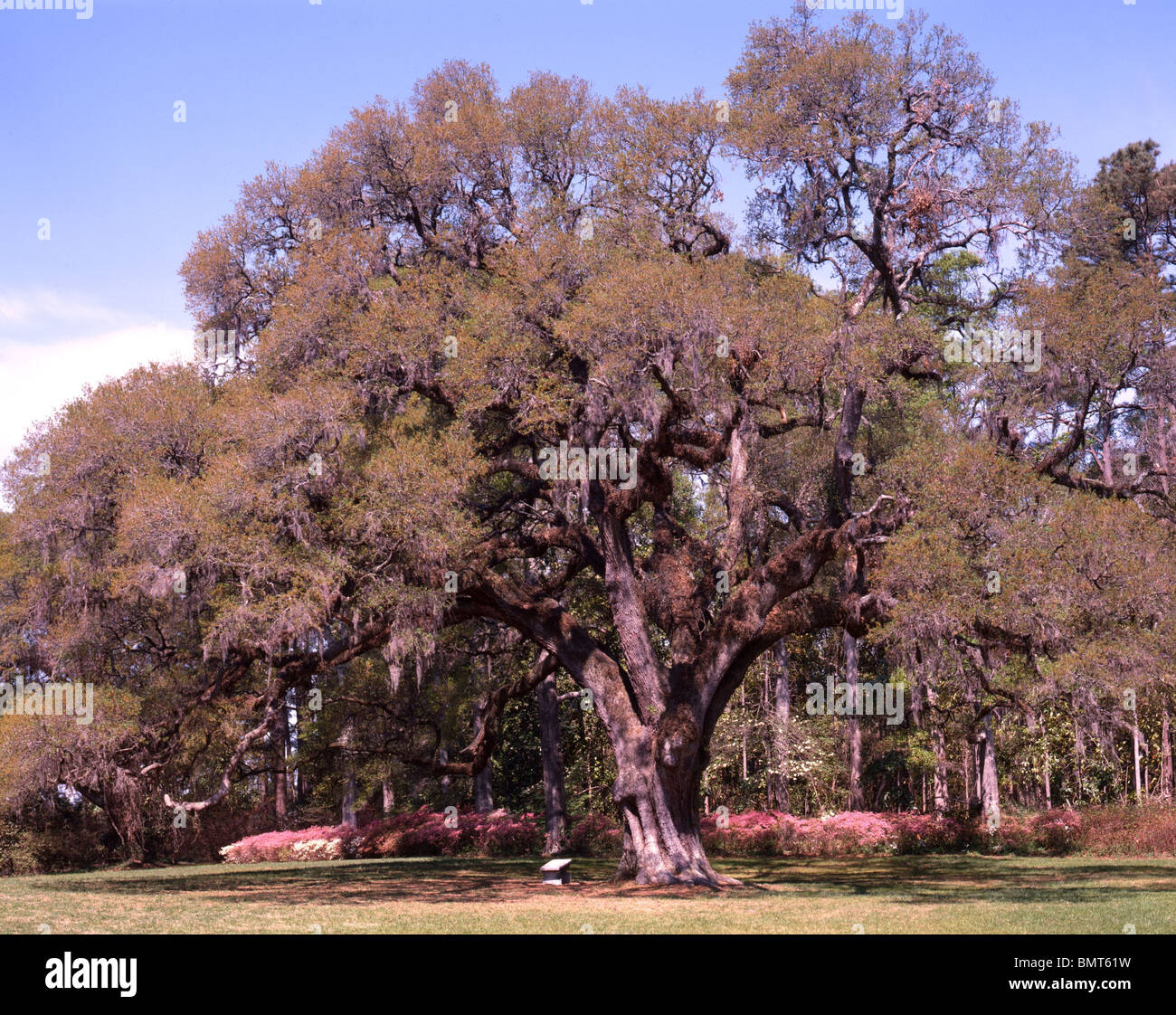 Live Oak Tree, NC Stock Photo - Alamy