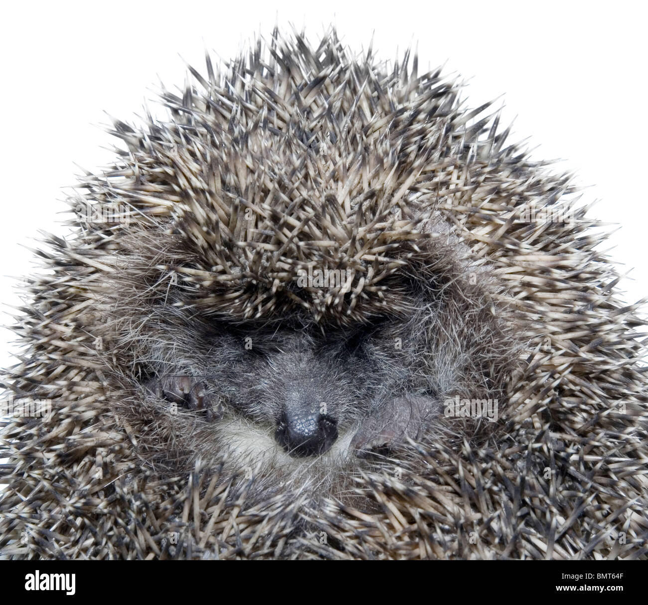 Close up of sleepy hedgehog isolated on white background Stock Photo ...