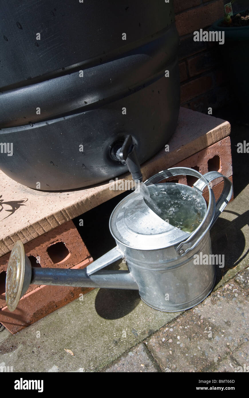filling steel watering can from rain water storage butt Stock Photo - Alamy