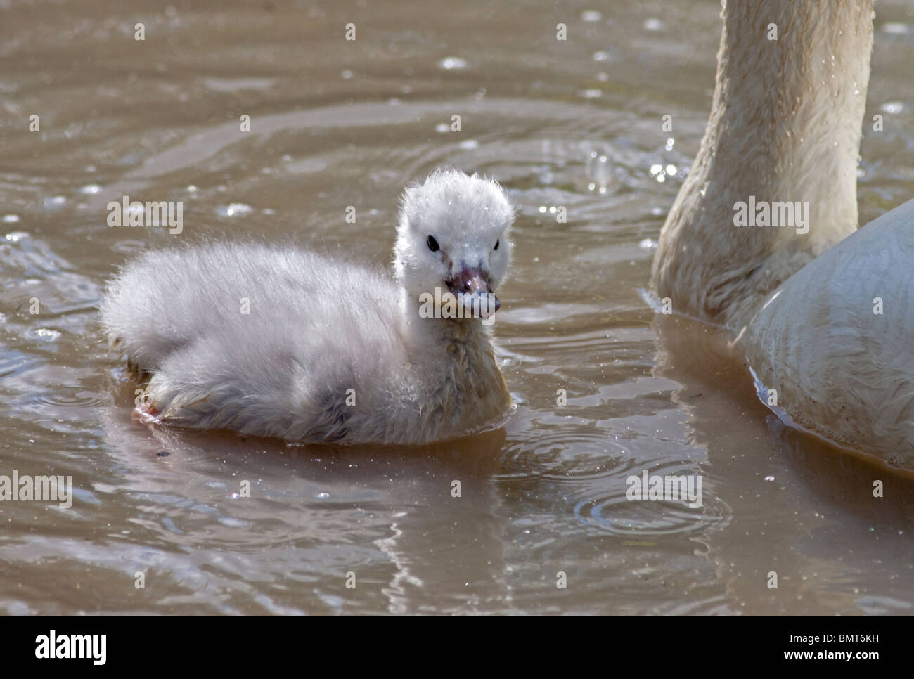 White cygnet hi-res stock photography and images - Alamy