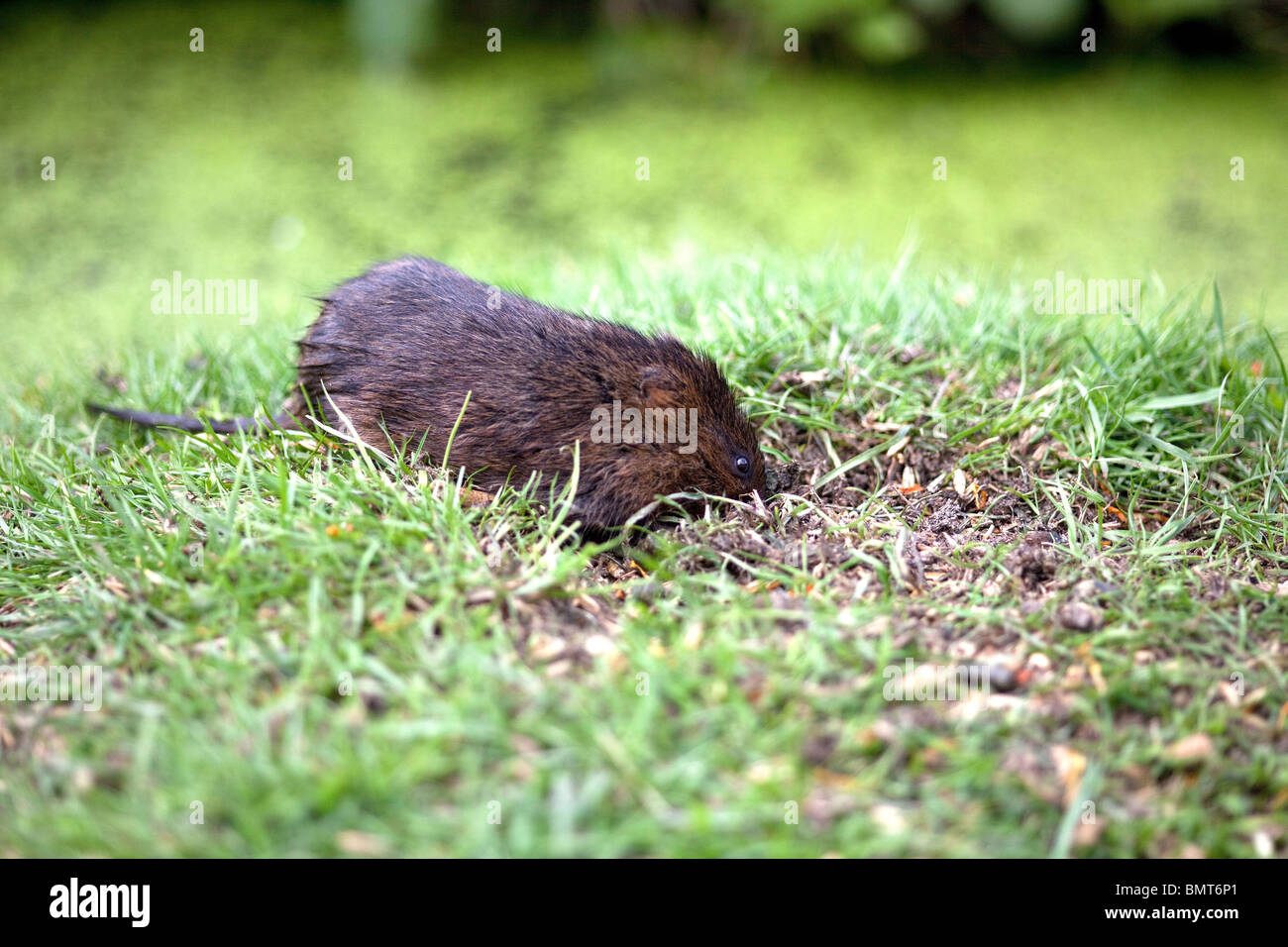 Water Vole Arvicola amphibius digging in a moist grass bank at the ...