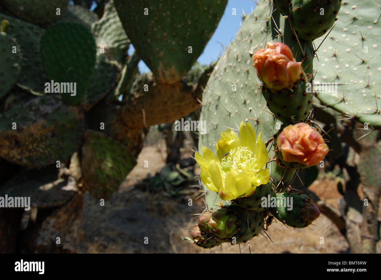 Cactus nopal hi-res stock photography and images - Alamy