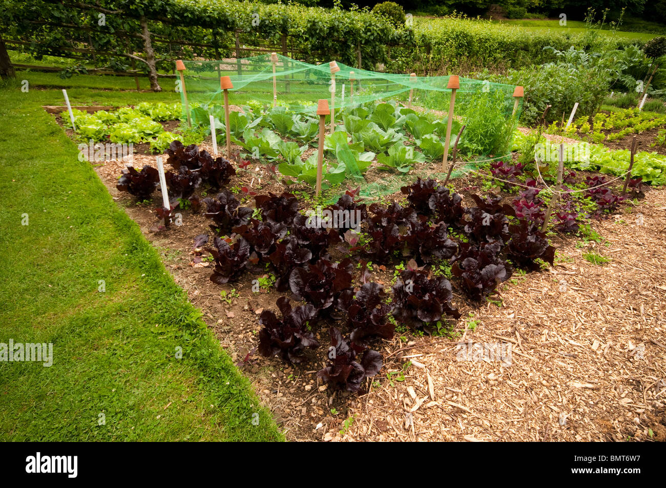 Cabbage 'Golden Acre' growing underneath netting in the kitchen garden ...