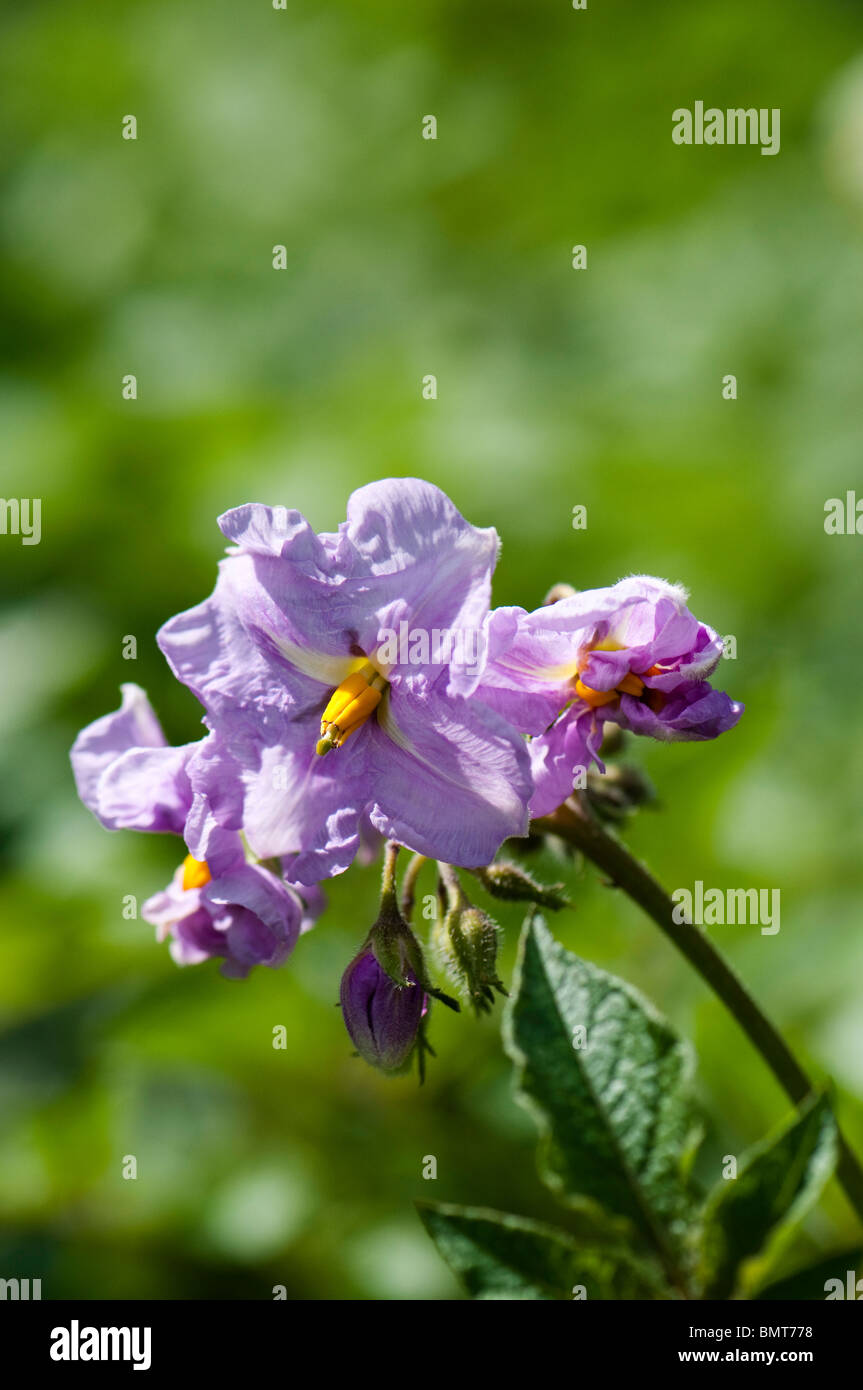 Lord rosebery hi-res stock photography and images - Alamy