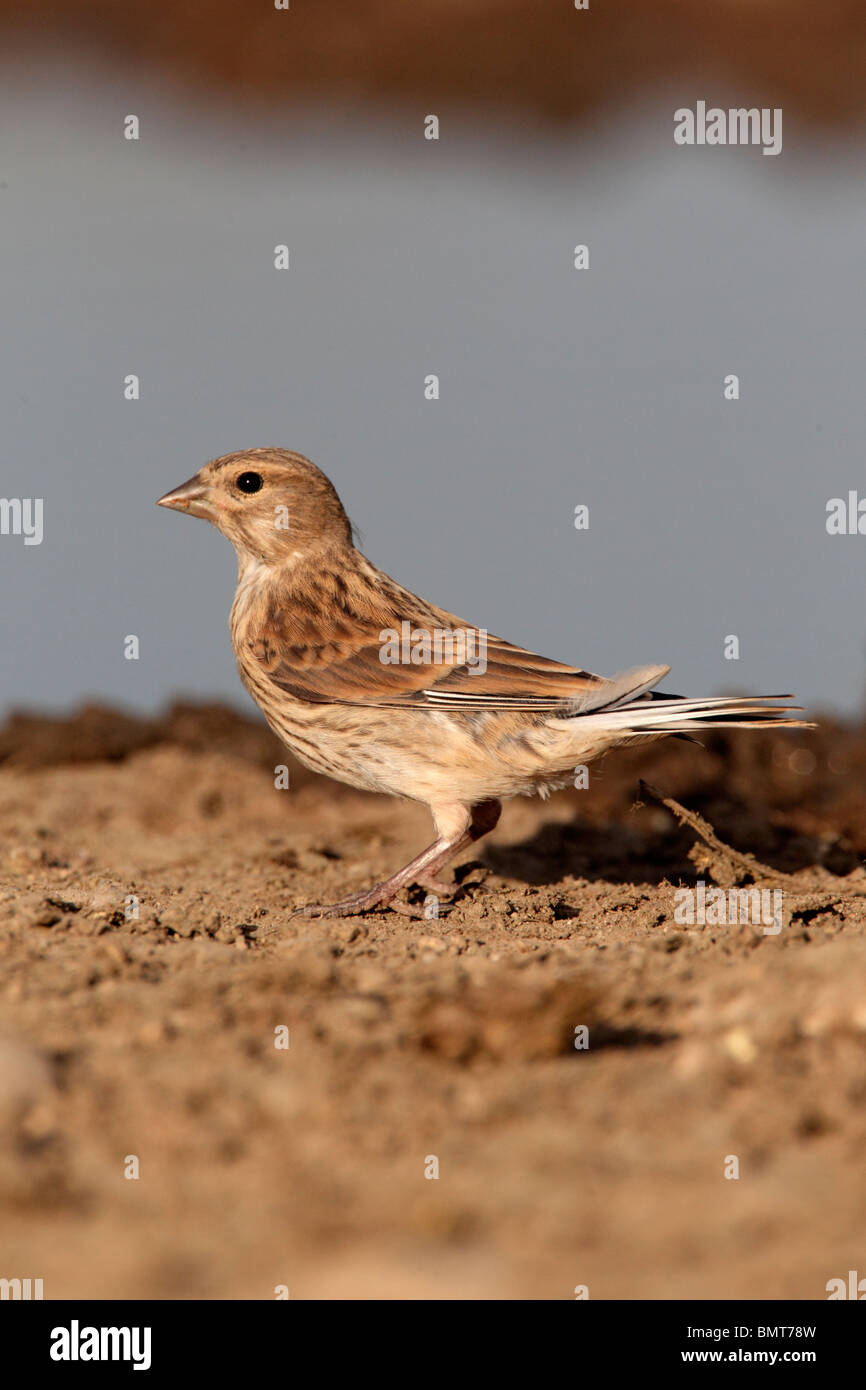 Female linnet hi-res stock photography and images - Alamy
