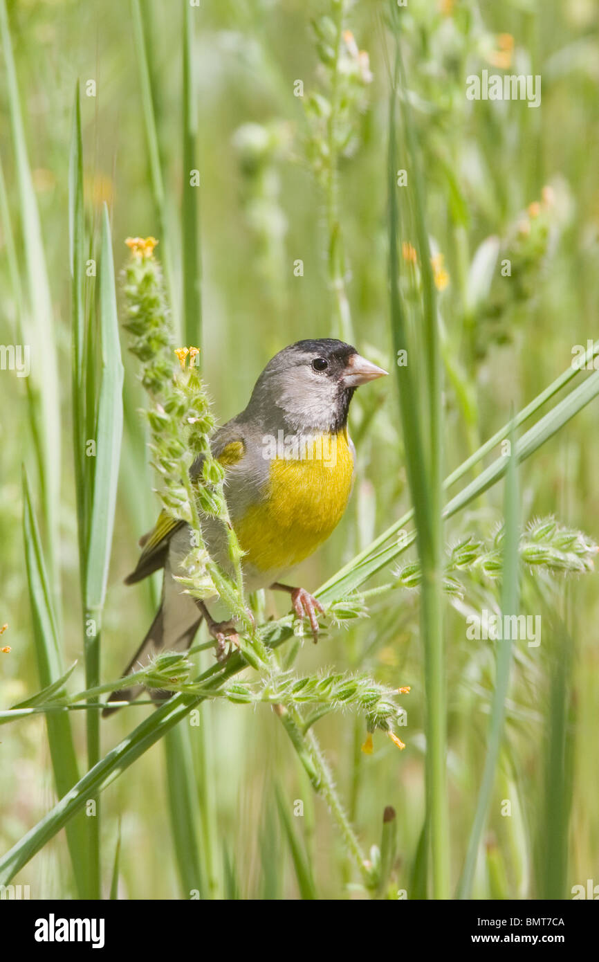 Lawrences goldfinches hi-res stock photography and images - Alamy