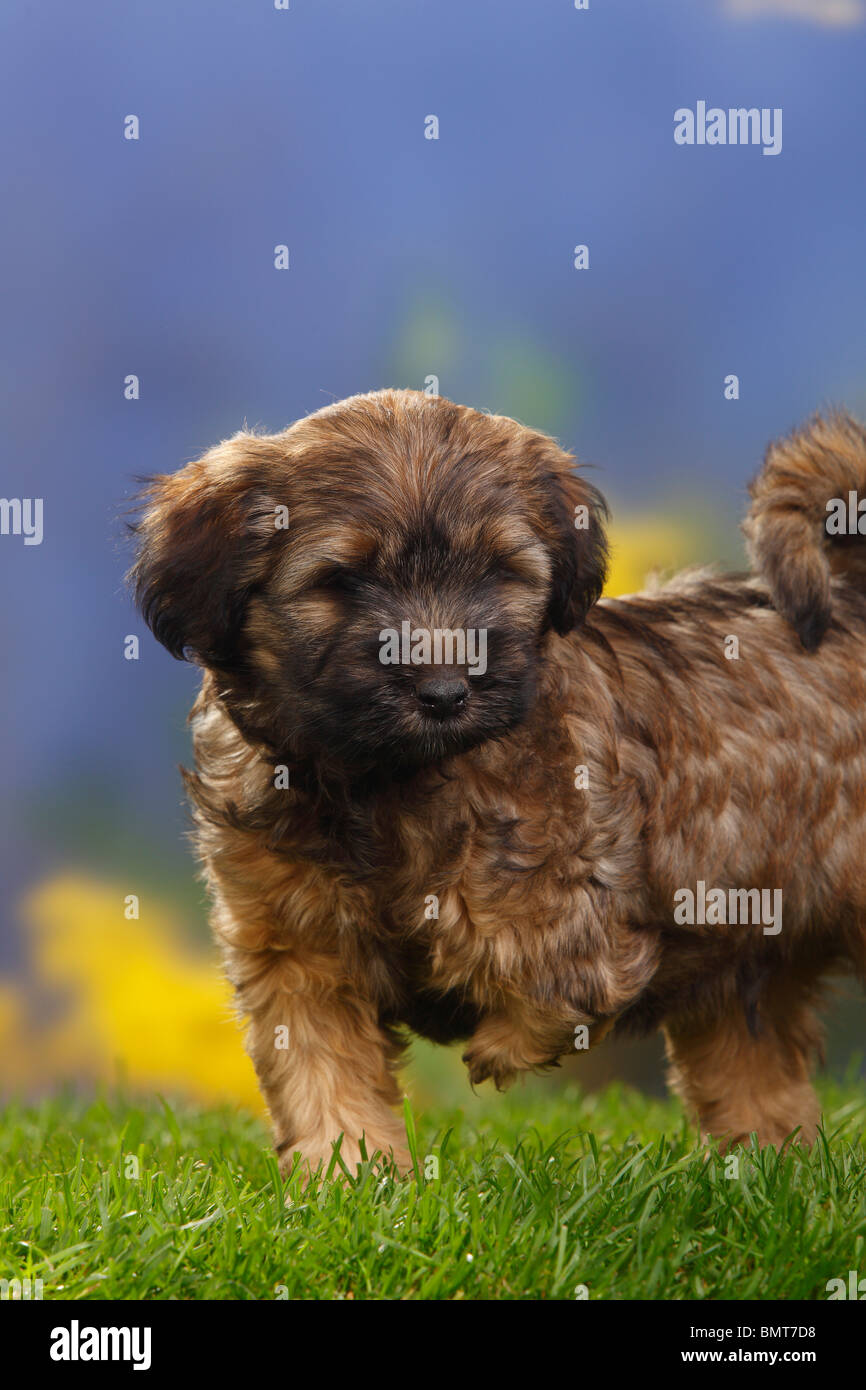 Tibetan Terrier, puppy, 8 weeks, handicapped, one leg missing Stock ...