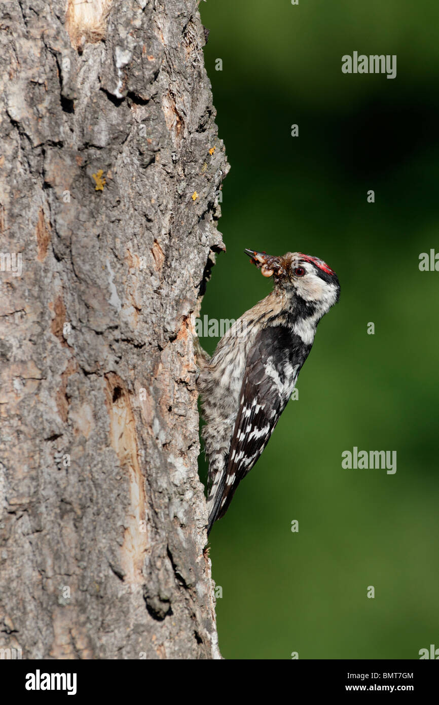 Lesser-spotted woodpecker, Dendrocopos minor, single male at nest ...
