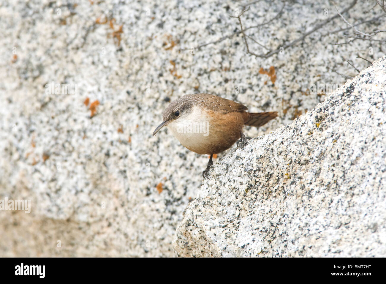 Canyon wrens hi-res stock photography and images - Alamy