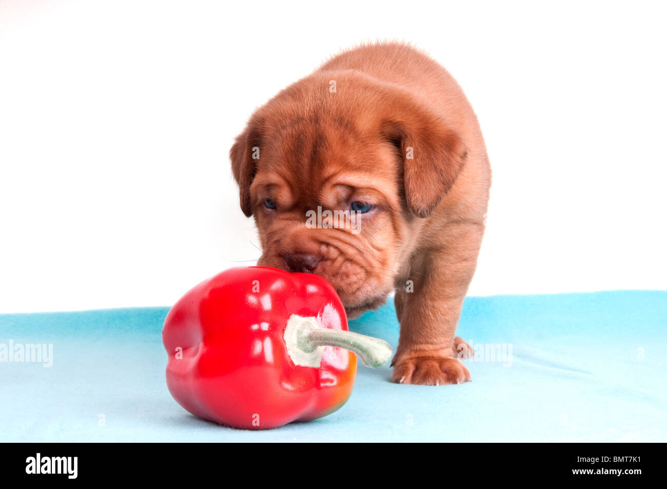 Cute little red pepper hi-res stock photography and images - Alamy