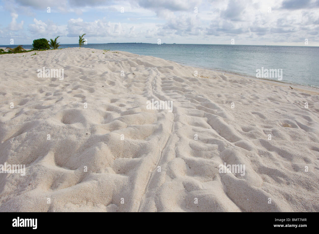 Sea turtle tracks in sand hi-res stock photography and images - Alamy