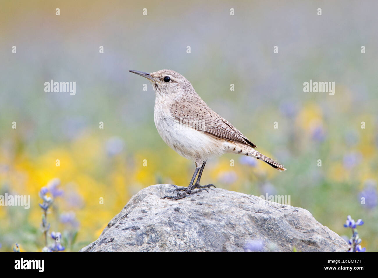 Wrens birds hi-res stock photography and images - Alamy