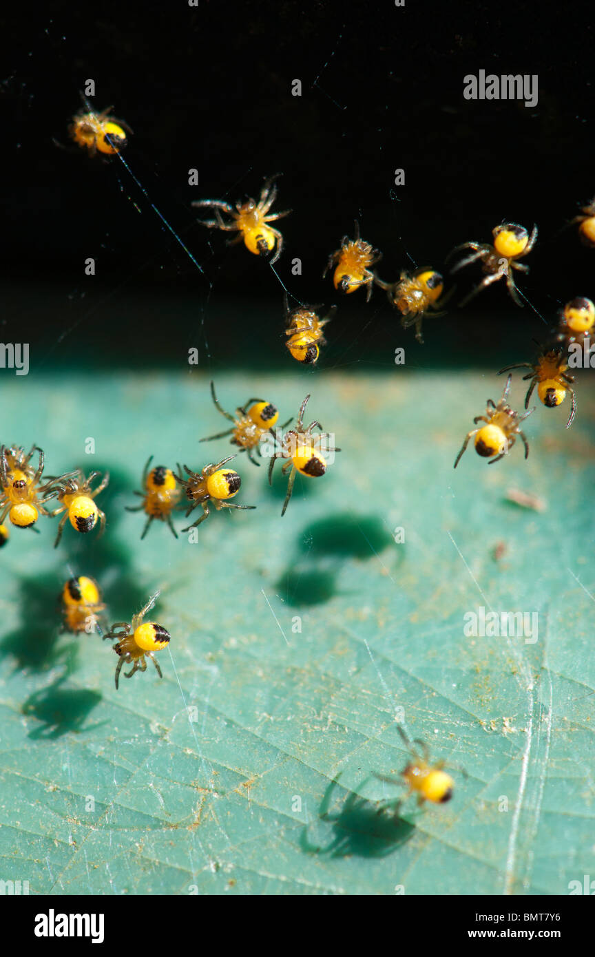 Baby spiders hi-res stock photography and images - Alamy