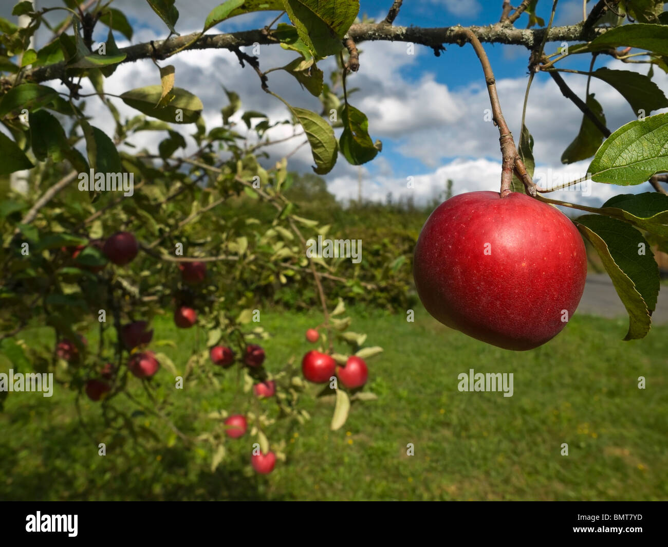 Red apples tree hi-res stock photography and images - Alamy