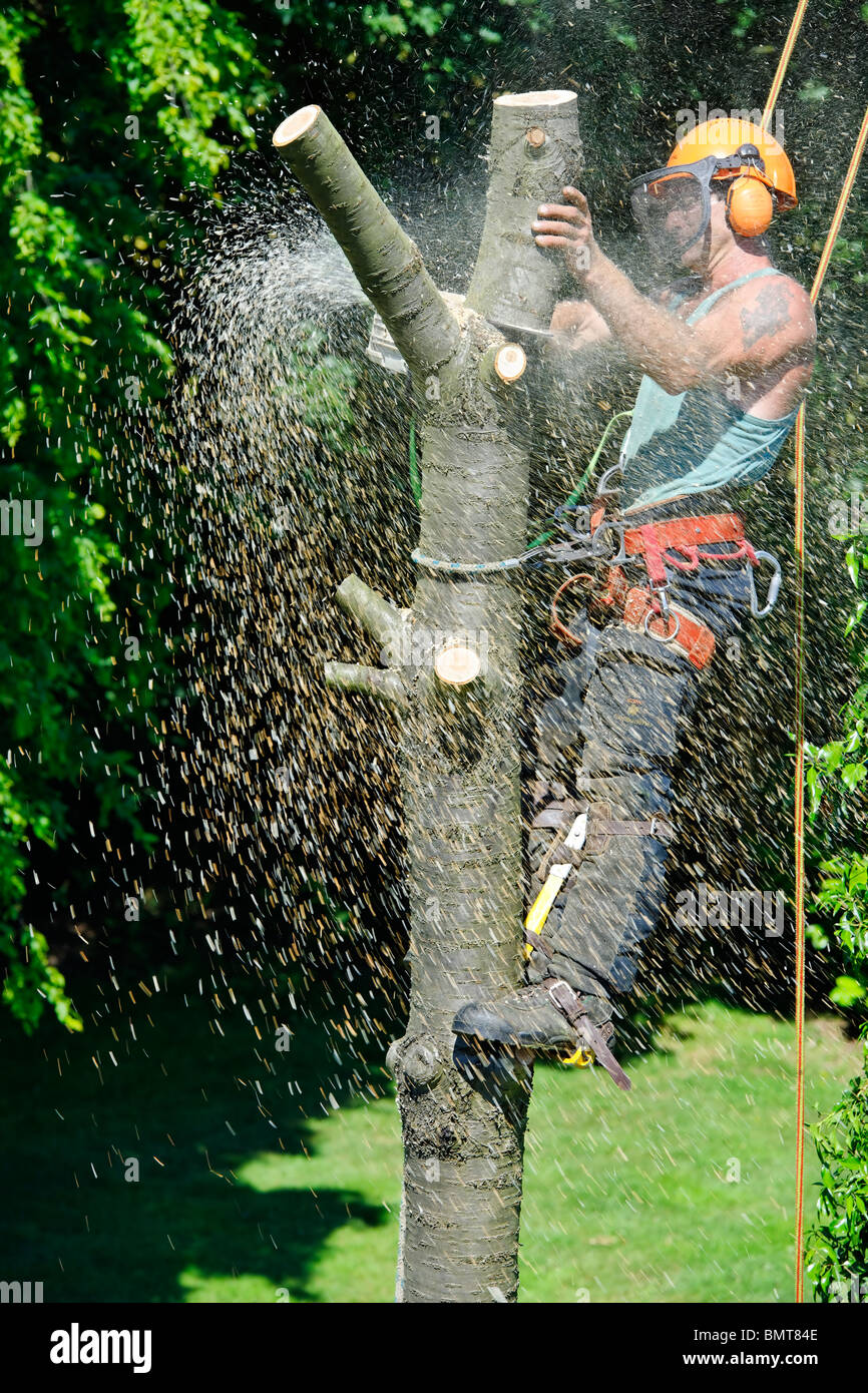 Cut down jack tree hi-res stock photography and images - Alamy