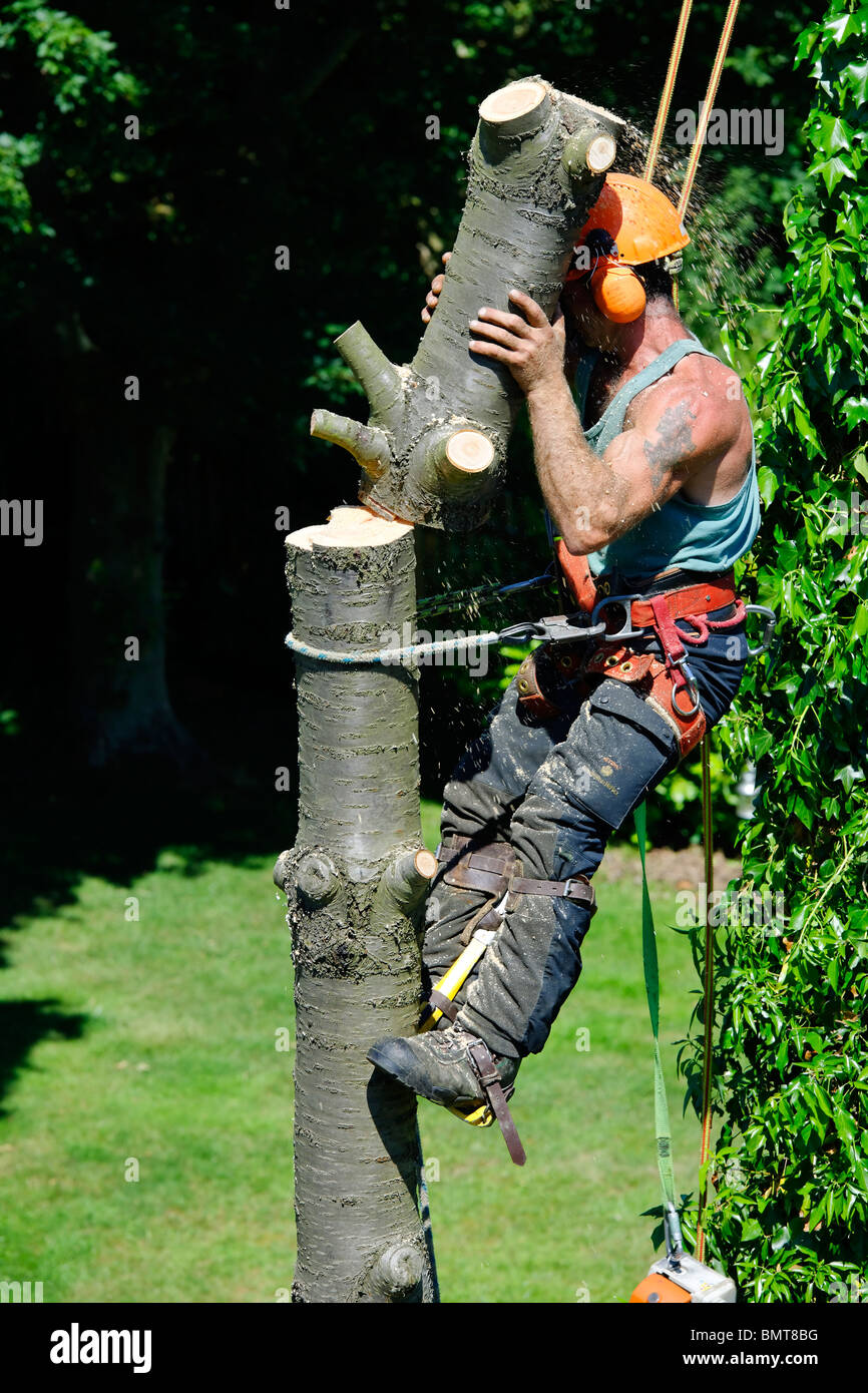 Cut down jack tree hi-res stock photography and images - Alamy