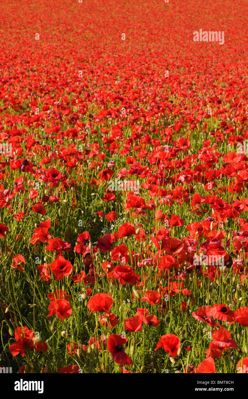 Poppy field worcestershire hi-res stock photography and images - Alamy