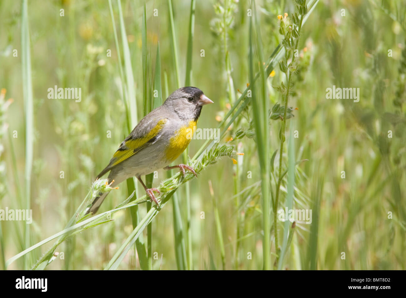 Lawrences goldfinches hi-res stock photography and images - Alamy