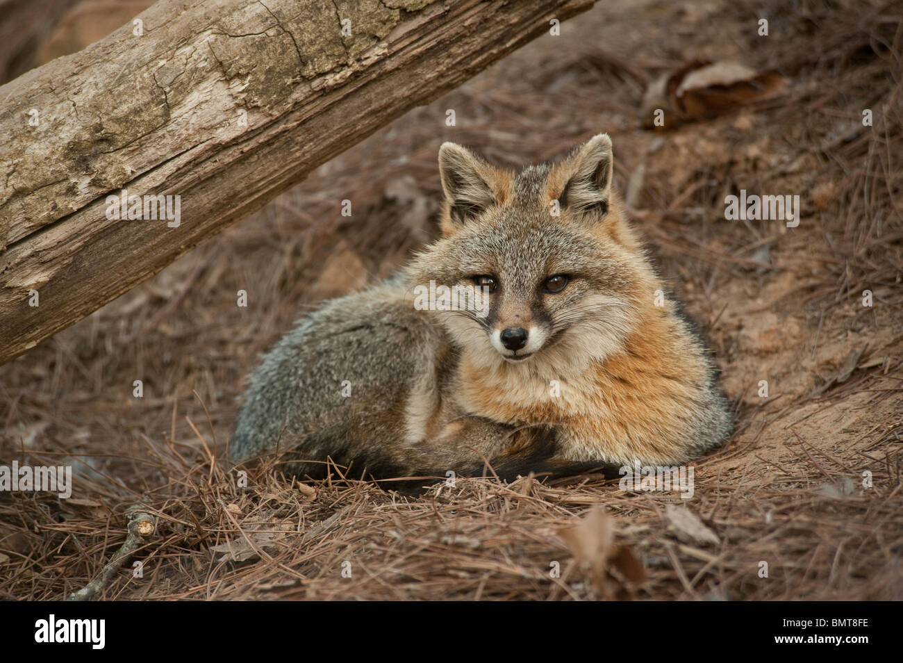 Grey fox cub hi-res stock photography and images - Alamy