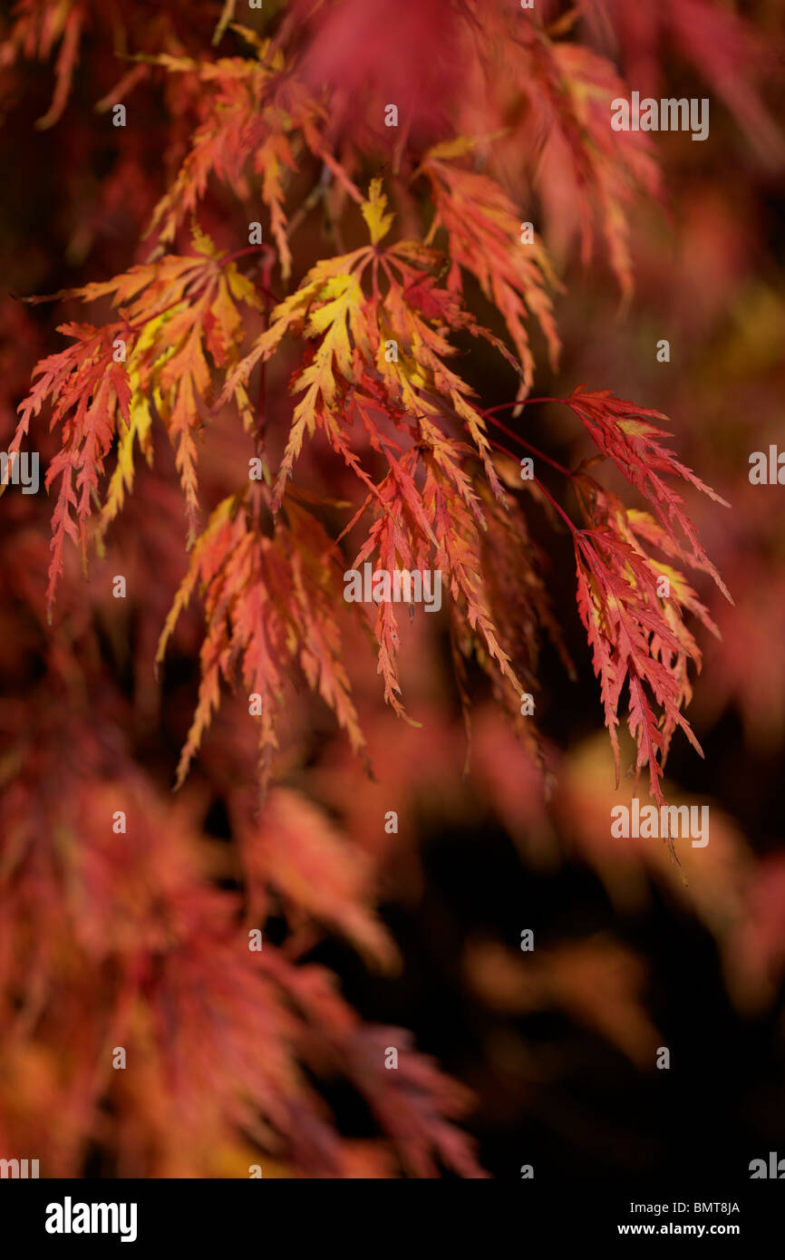 Beautiful flame like leaves of Acer Palmatum Seiryu in Autumn colour ...