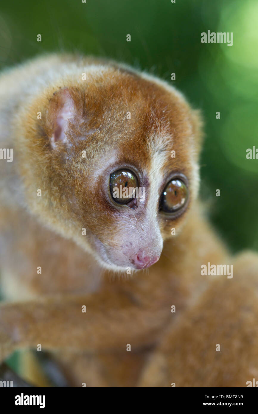 Slow loris borneo hi-res stock photography and images - Alamy