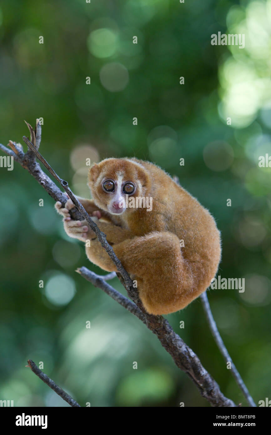 Slow loris hi-res stock photography and images - Alamy