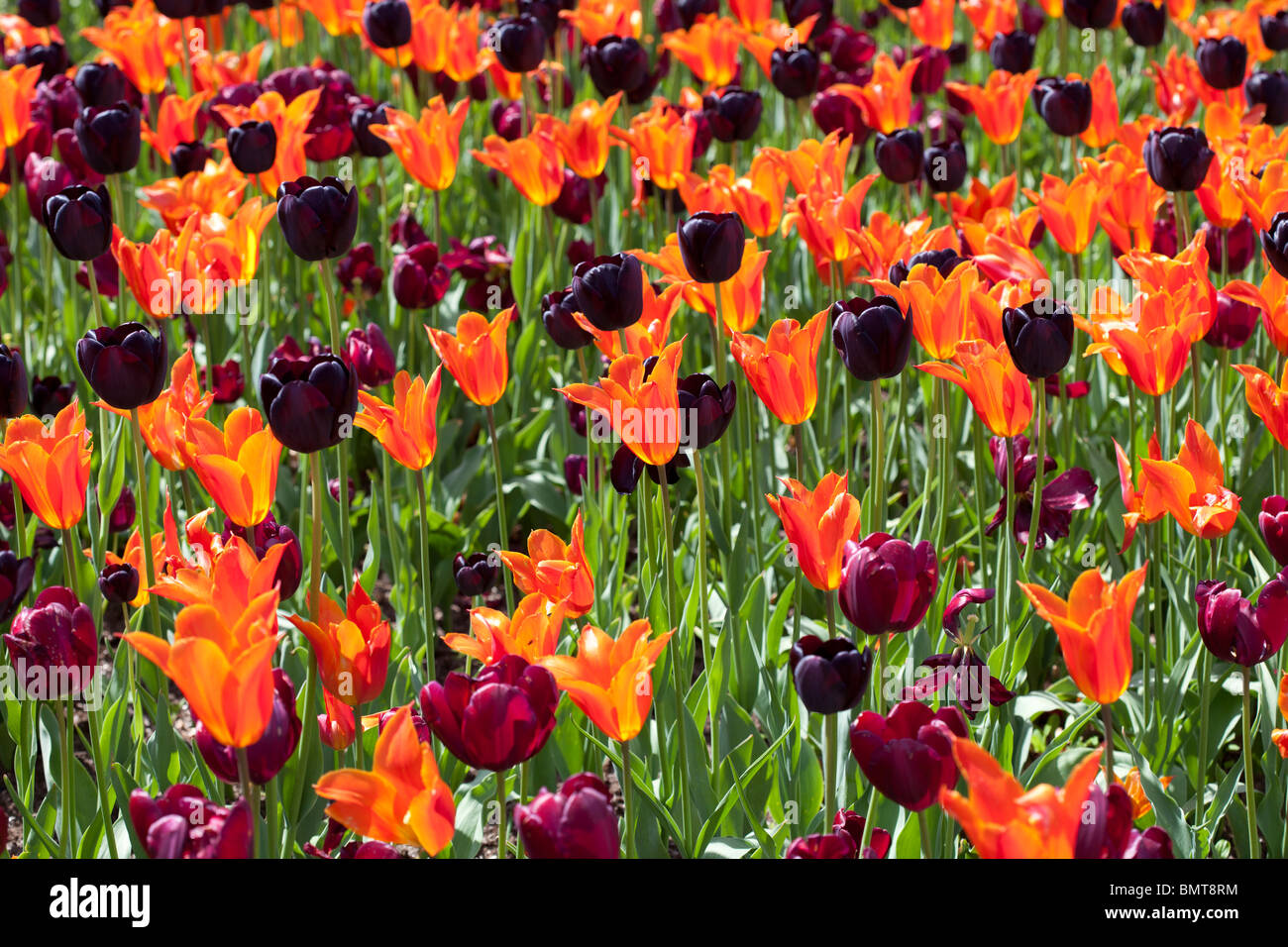Tulipa tulipa queen of the night hi-res stock photography and images ...
